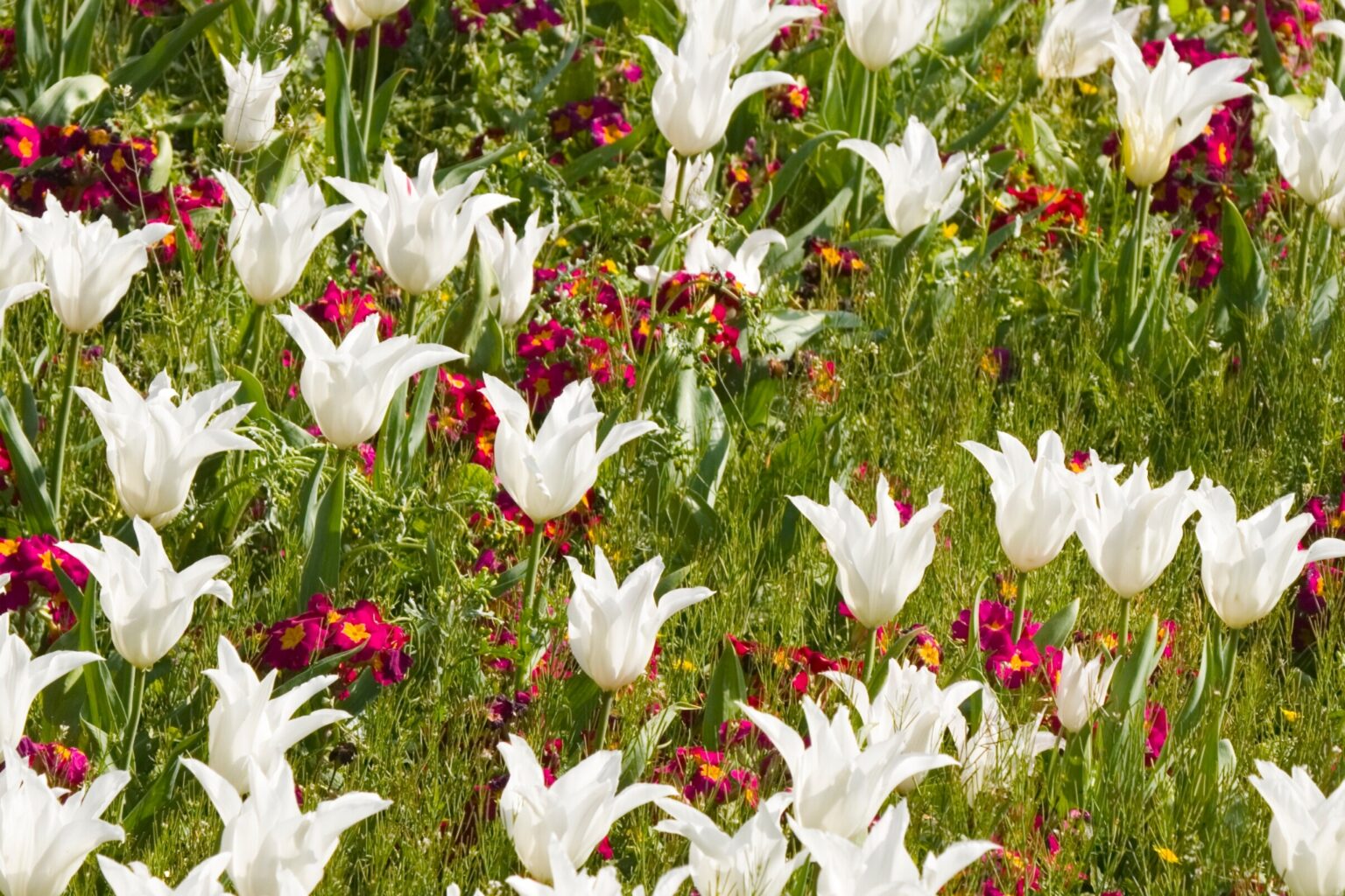 Elfchen-Gedicht: Frühling - Das inklusive Online-Magazin